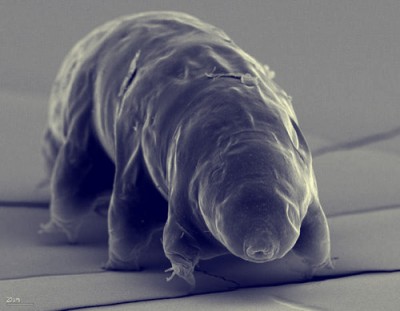 Tardigrades: Microscopic Moss Piglet Water Bears of Earth | Featured ...