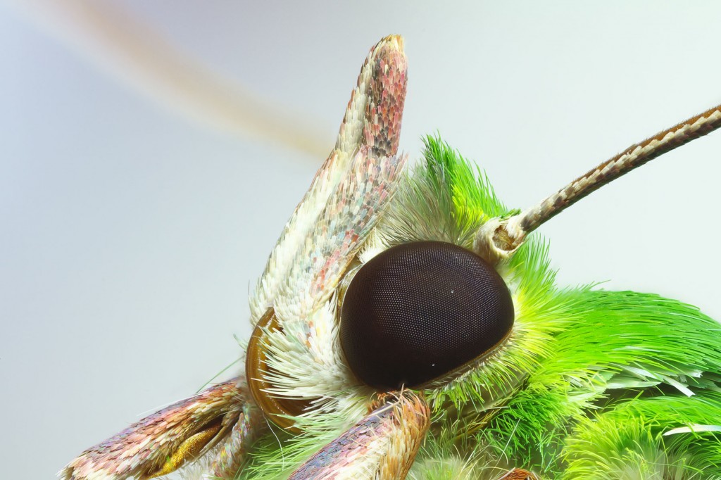 Merry Christmas (Eve) From a Very Festive Christmas Moth! | Featured ...